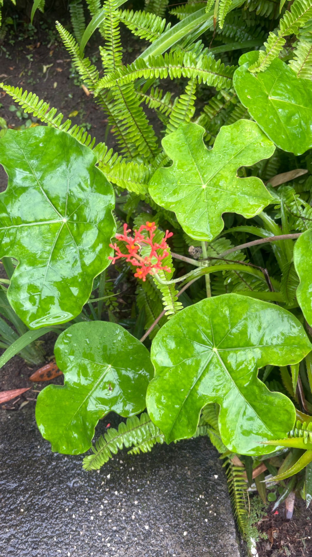 Ломбок. Ночь. Дождь