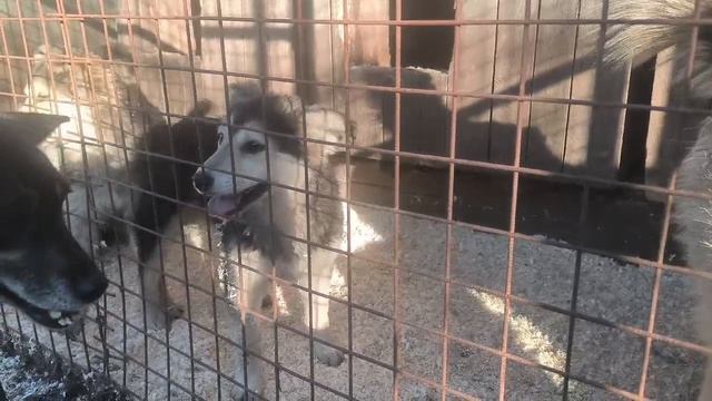 Руфи и Лапуся