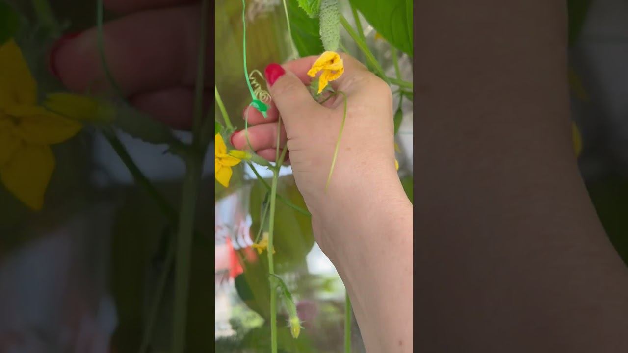 Огурец домашнее чудо. Поподробнее