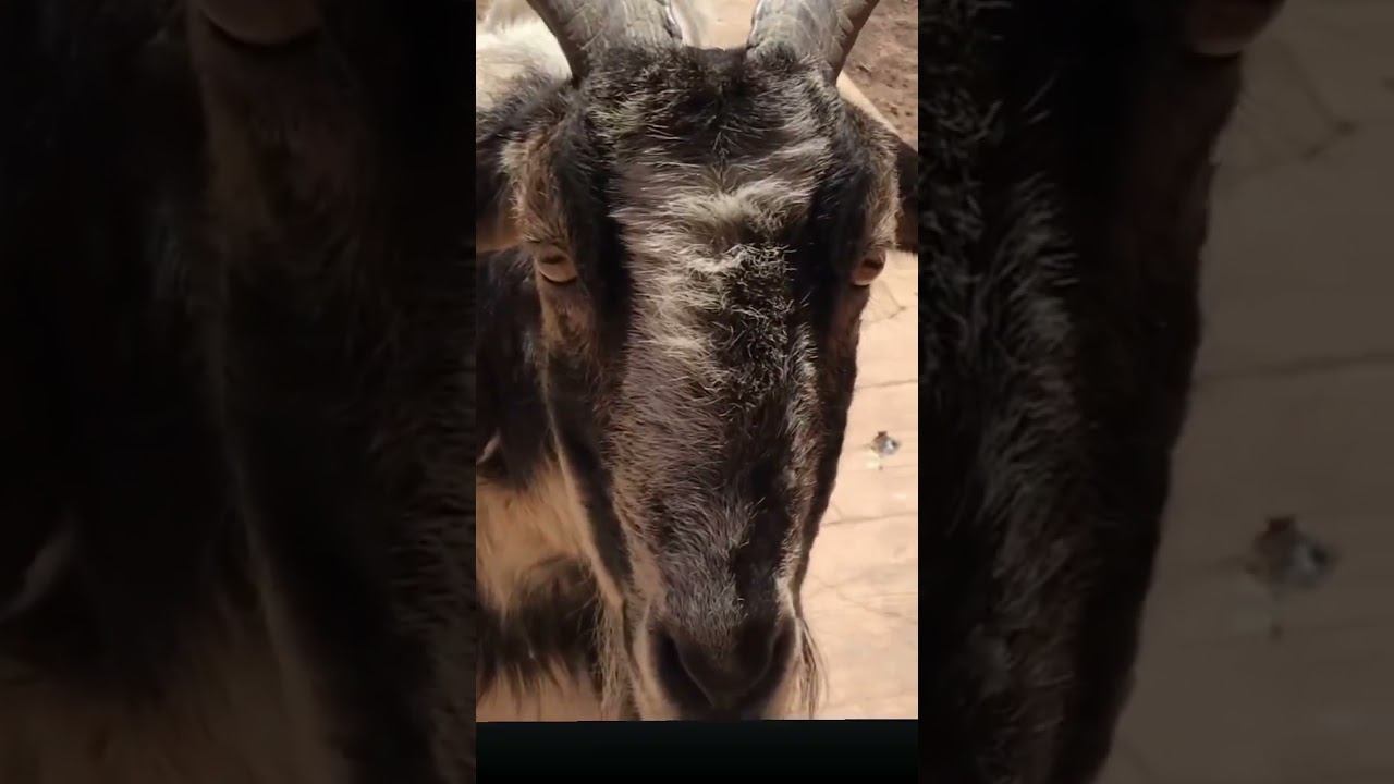 Бенидорм, Парк  Terra Natura