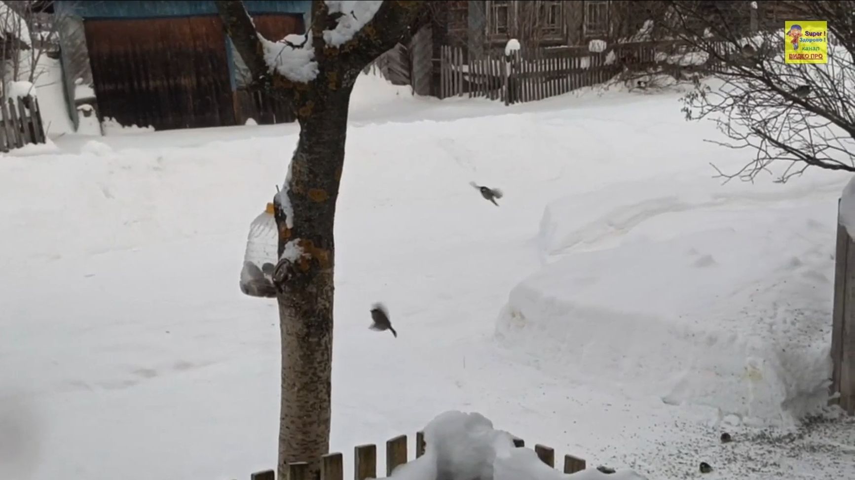 Снегири и воробьи в мороз у кормушки