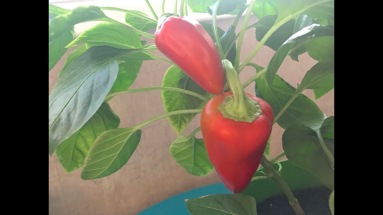 Перец на подоконнике :-)