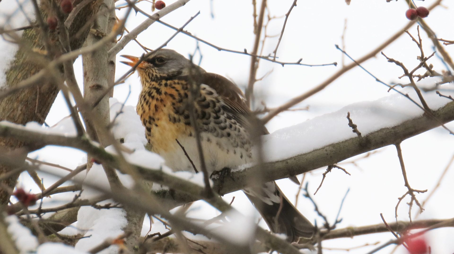 Дрозд-зимовщик_2026_#1, Крылатское, 10 января 2026