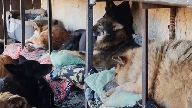 Леся и Дружок