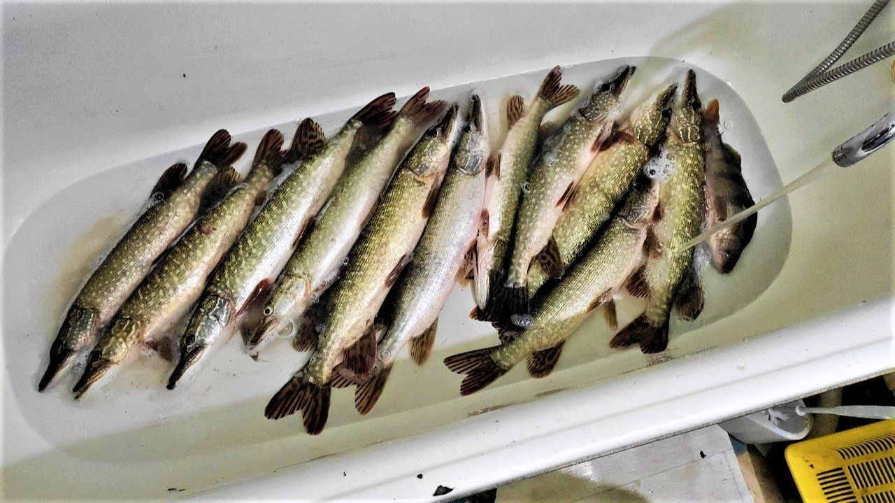 ЖОР перед первым льдом!! Щука ЛУПИТ одна за одной!! Рыбалка на спиннинг