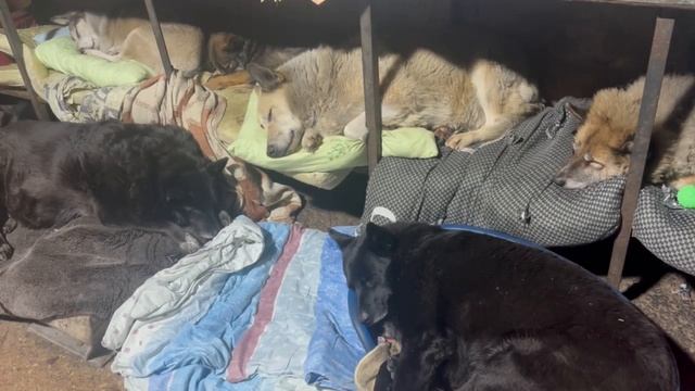 Когда приют пит