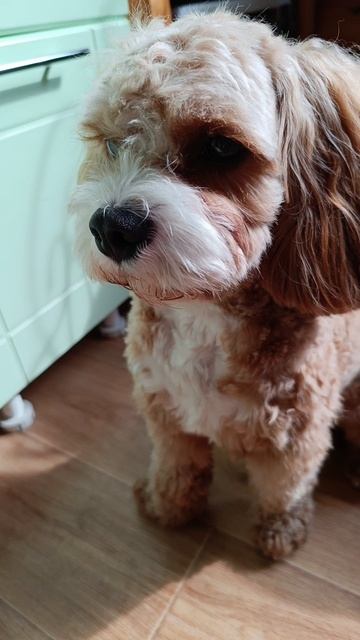 Главный уборщик кухни 🐕