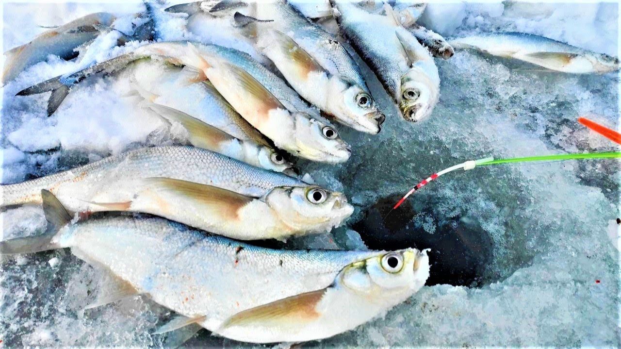 КРУПНАЯ САБЛЯ ГНЕТ КИВОК!! Зимняя рыбалка на чехонь