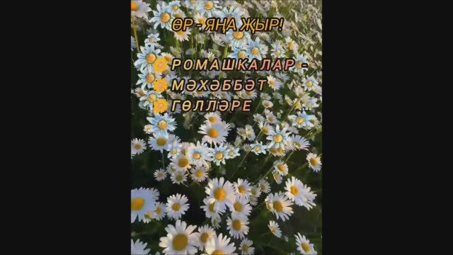 РАМАШКАЛАР - МӘХӘББӘТ ГӨЛЛӘРЕ