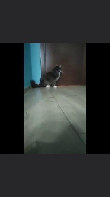 Кошка + Кошка 🐱🐱🐱