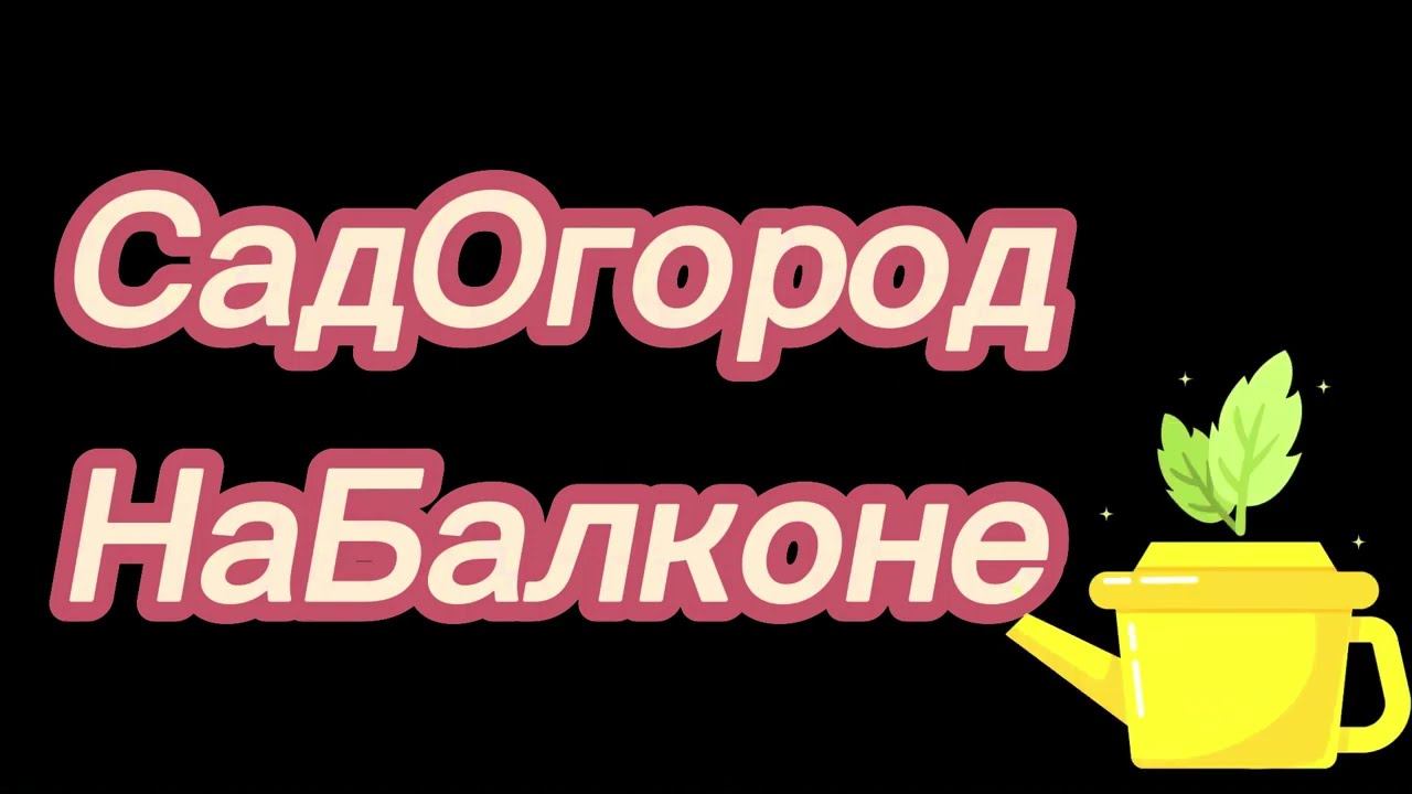 Как спасти глоксинию, если Вы ее залили   #саднабалконе #глоксиния  #залив