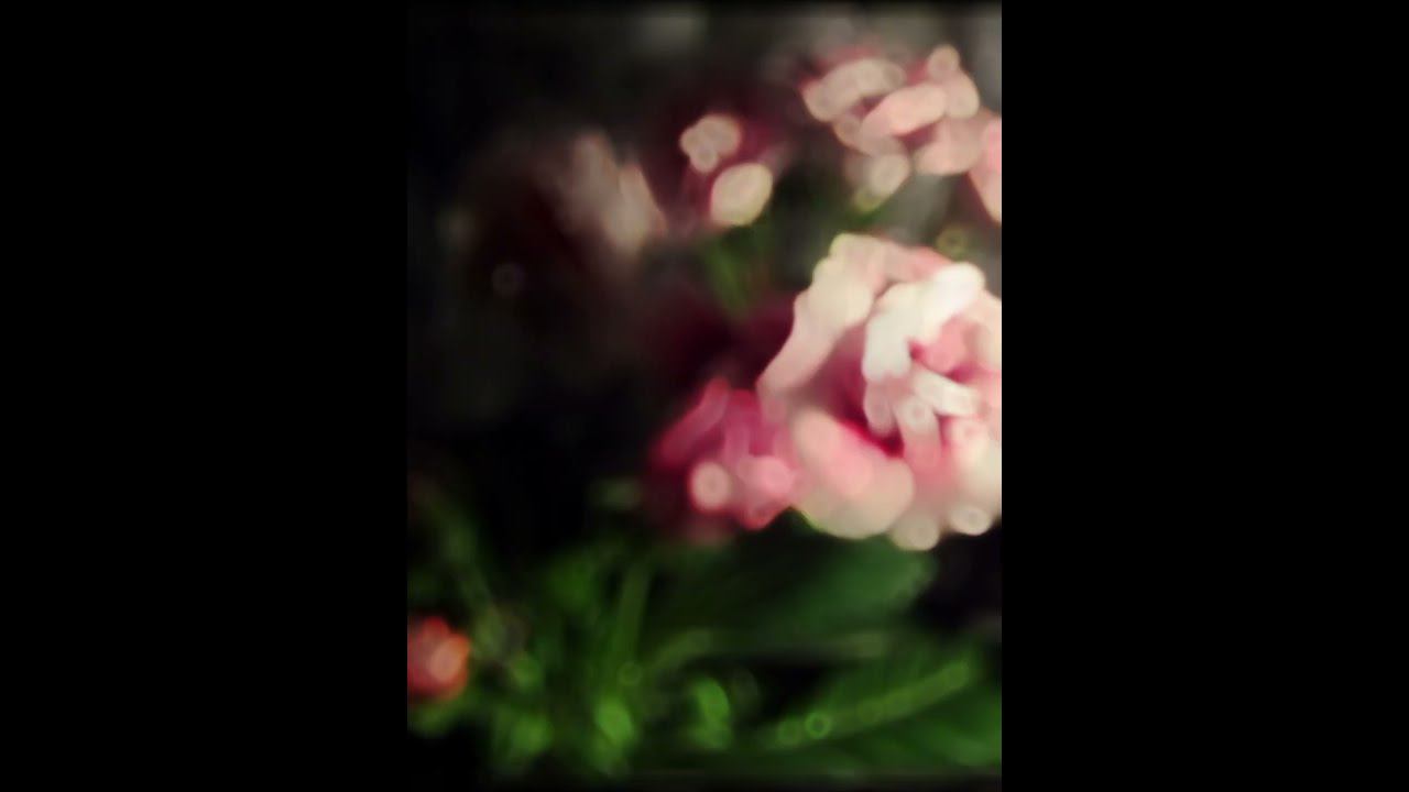 Тайная жизнь глоксиний