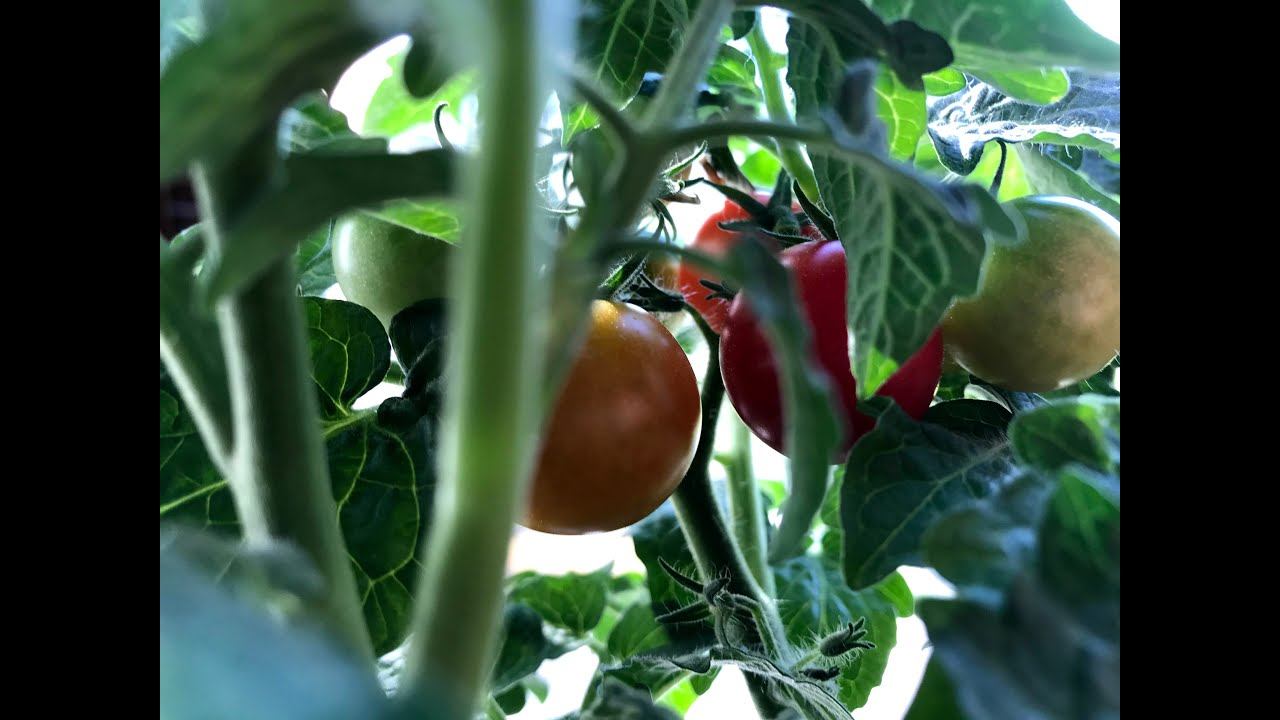 Помидоры на балконе