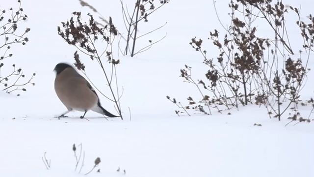 снегирь на снегу