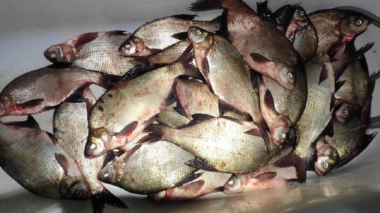 Лупит одна за одной ПРОСТО НА ЧЕРВЯ!!!! Рыбалка осенью на леща