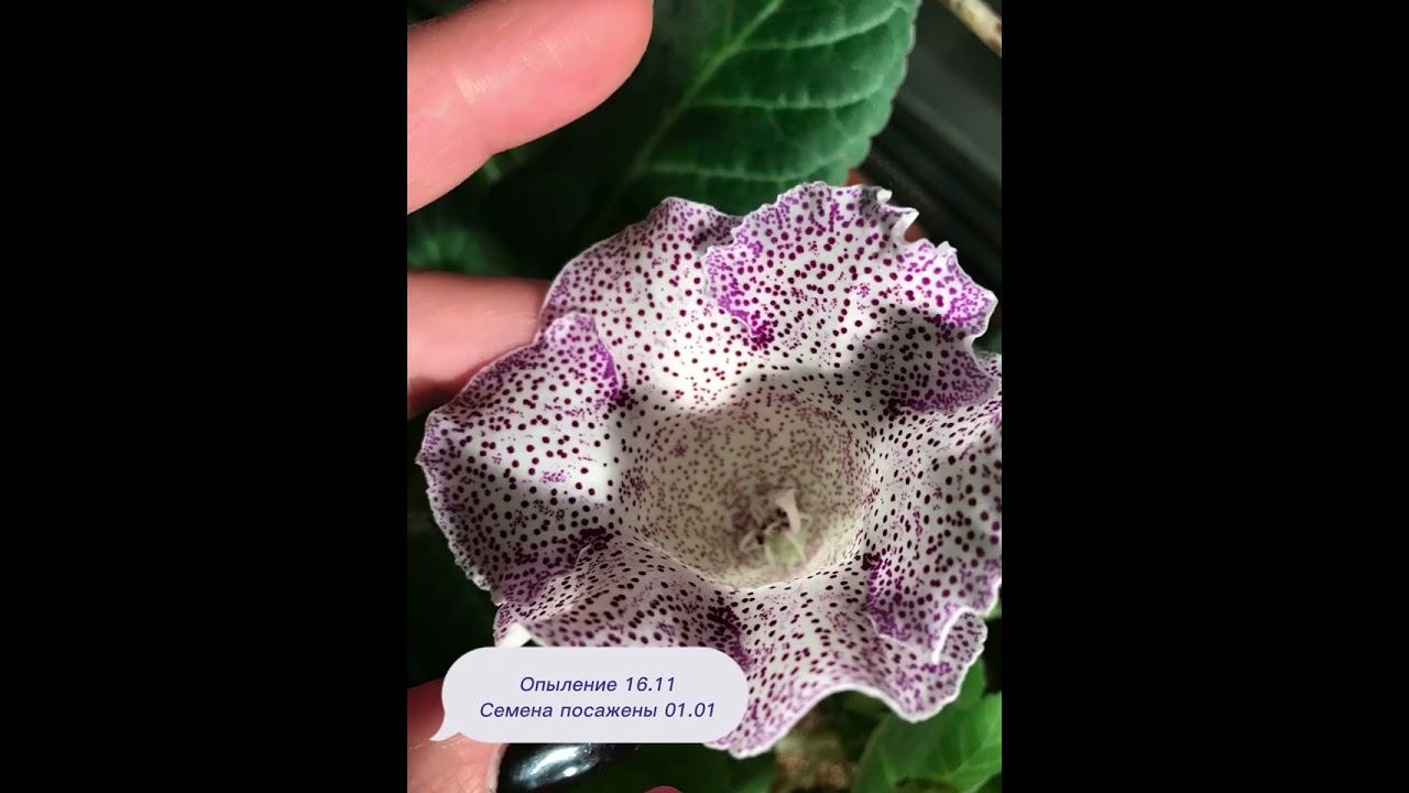 Январские всходы: тюльпан, алиссум, глоксиния, душица ☘️ #balconygarden #саднабалконе #москва