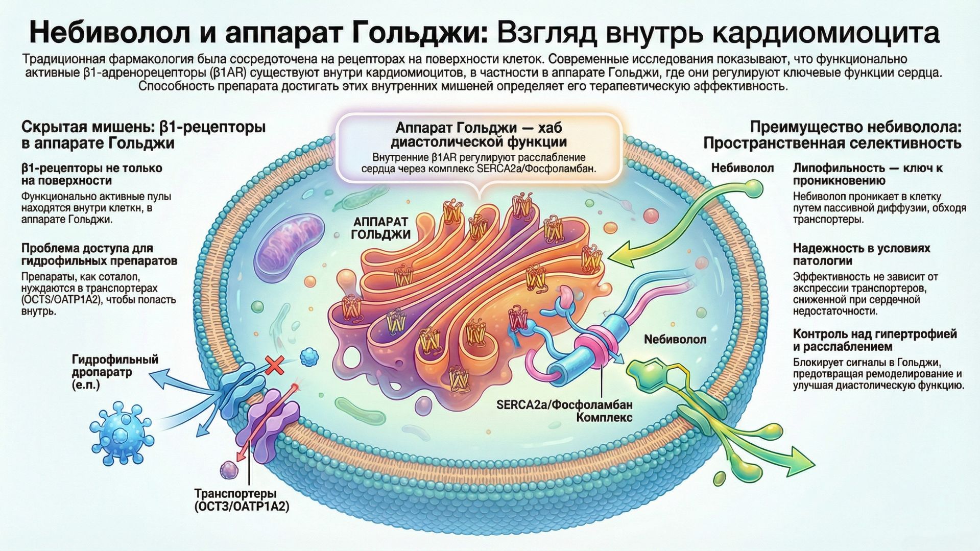 Небиволол и аппарат Гольджи кардиомиоцита: лузитропный эффект, внутриклеточная сигнализация