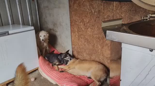 Люся и Кузьмич