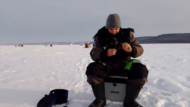 Сегодня порыбачил на мормышку с пучком мотыля🎣 Прикормка Стерля (Сыр). Пробурил 5 лунок.
