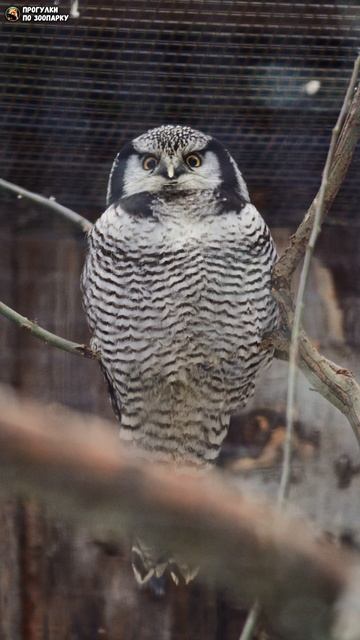 Ястребиная сова. Ленинградский зоопарк