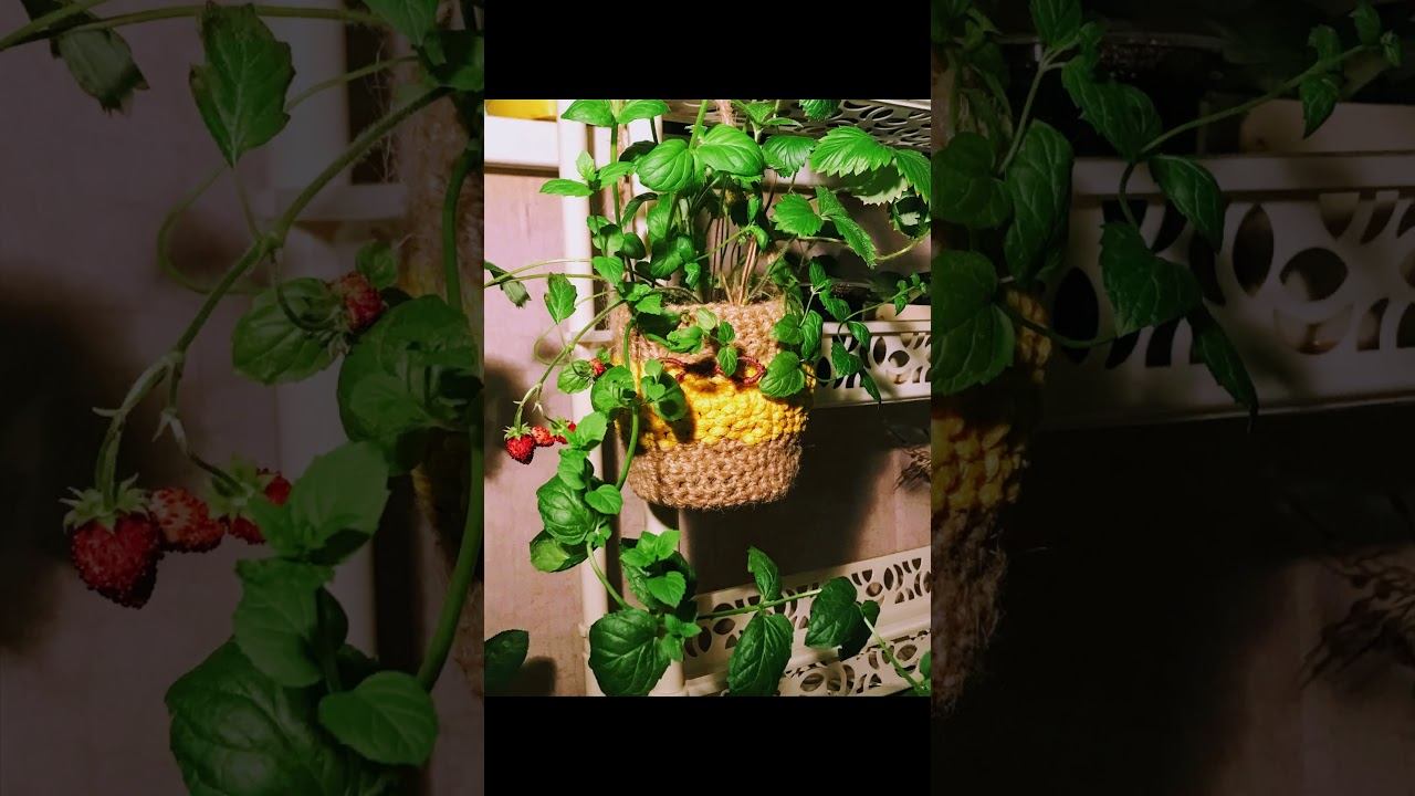 Кашпо с земляникой и мятой