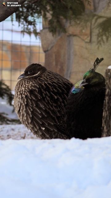 Гималайские моналы. Ленинградский зоопарк