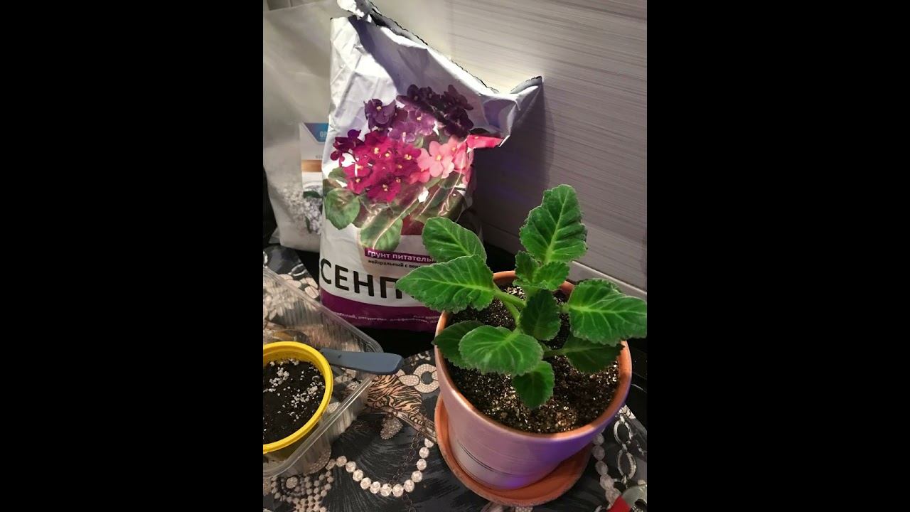 Глоксинии после пробуждения, простой уход