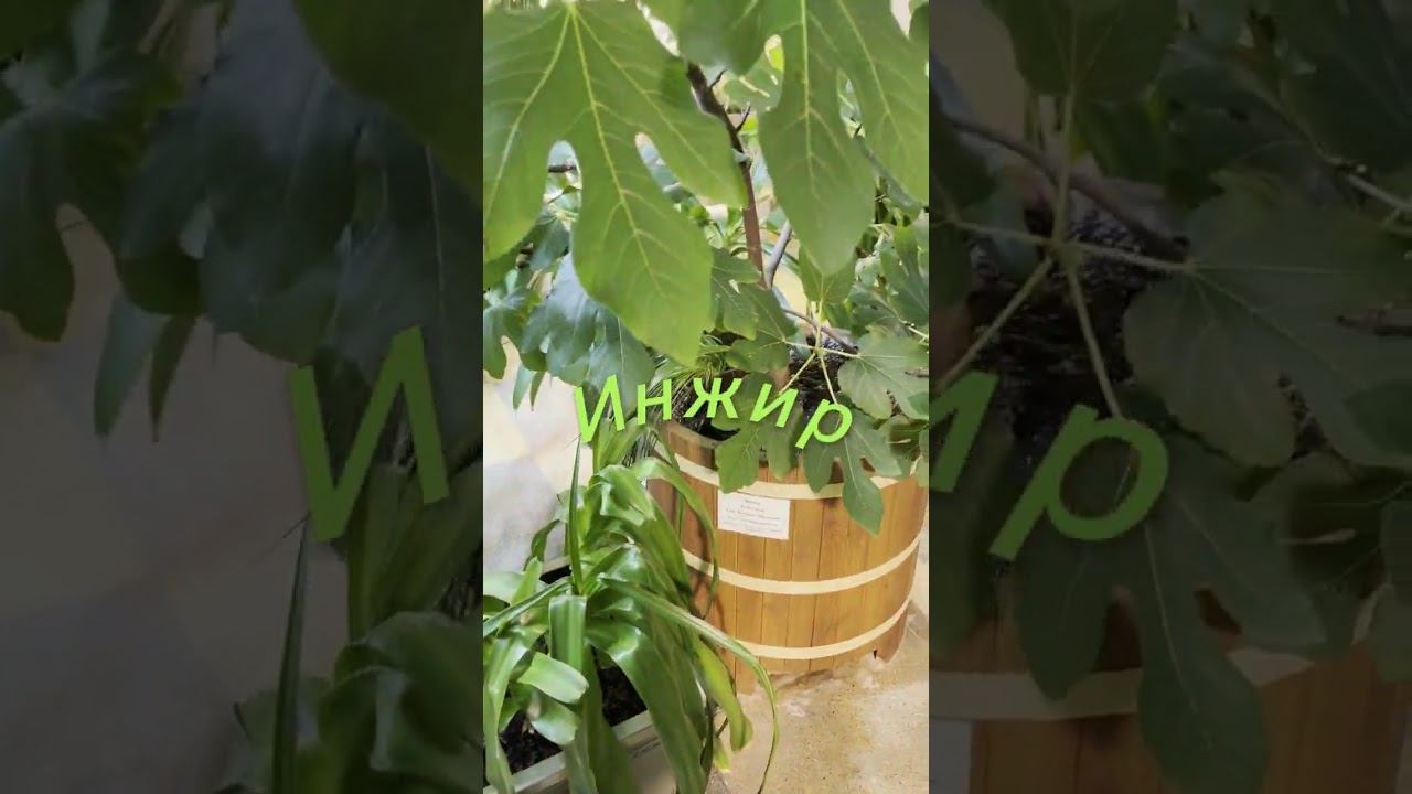 Оранжерейный комплекс в музее-заповеднике Царицыно. Часть 1.