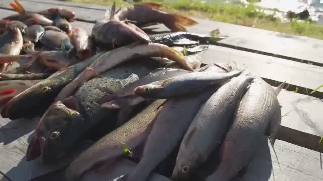 Рыболовные туры