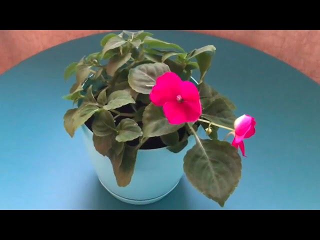 Бальзамин Вспышка - 2