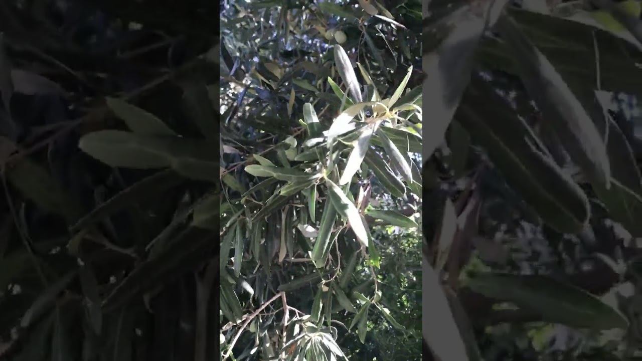 Турецкий сад в июле