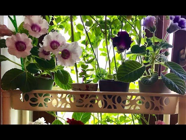 Глоксинии проснулись ☀️