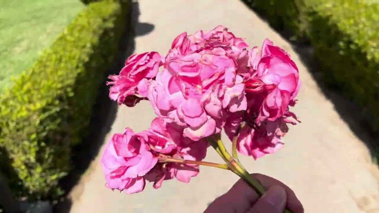 Черенок олеандра из Египта