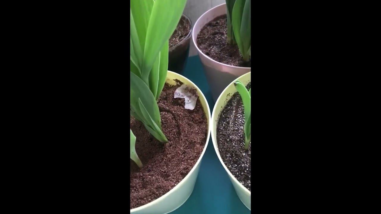 Тюльпаны на балконе  2023. Политика OZON  по пересортице цветов