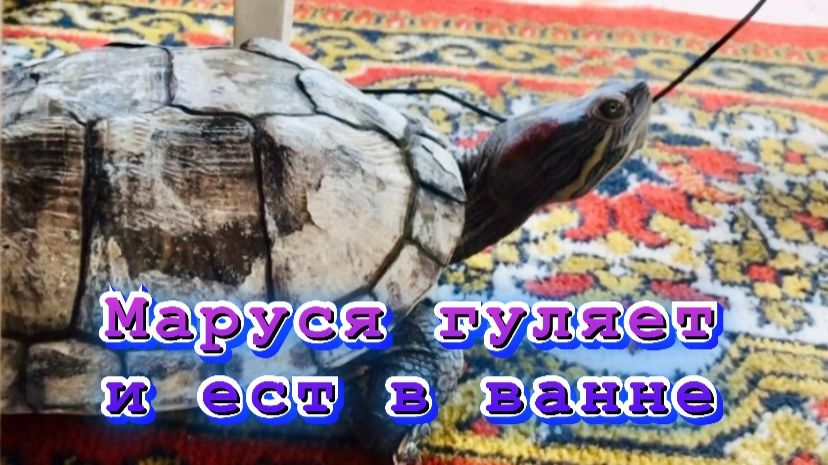 Маруся гуляет и ест в ванне / Архив от 04.07.2022