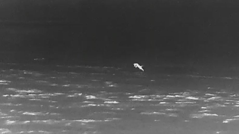 Лисица ловит мышей