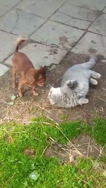 Вставай, пойдём гулять!