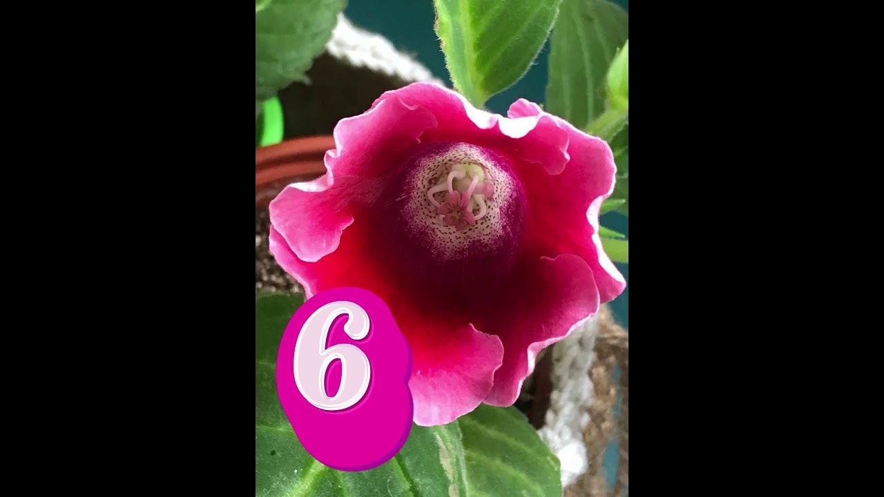 Что выросло из семян глоксинии. Финал розыгрыша  #2023 #balconygarden #саднабалконе #gloxinia