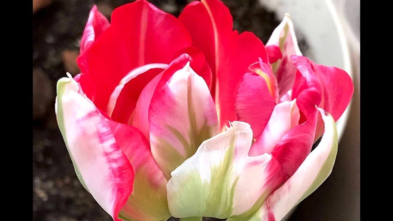 Тюльпаны на балконе - 2