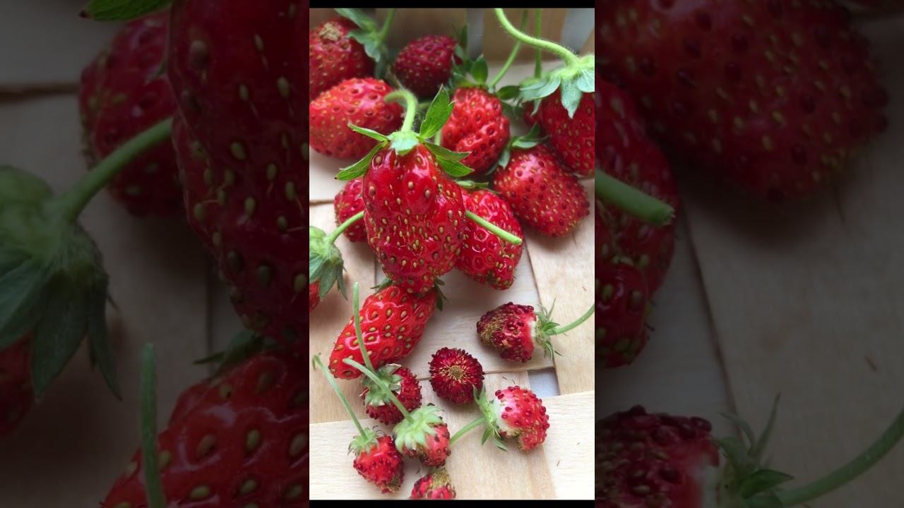 Клубничный урожай на балконе,  1 июня