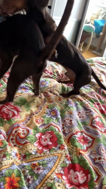 Люблю, не могу