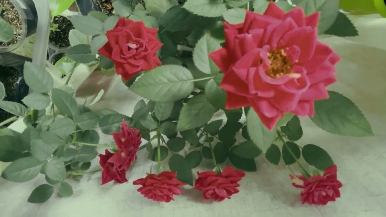 Осенний мини-обзор сада на балконе