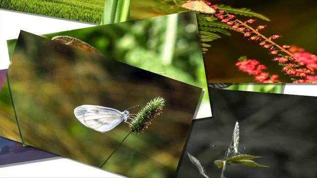 Nilotpala - Храм строим