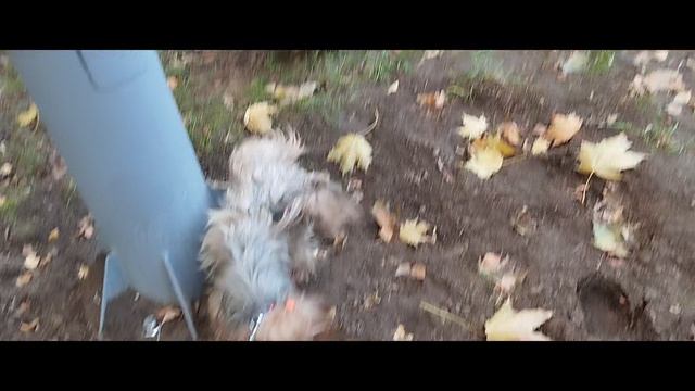 Мы идём гулять с собакой! | 17-окт-2024