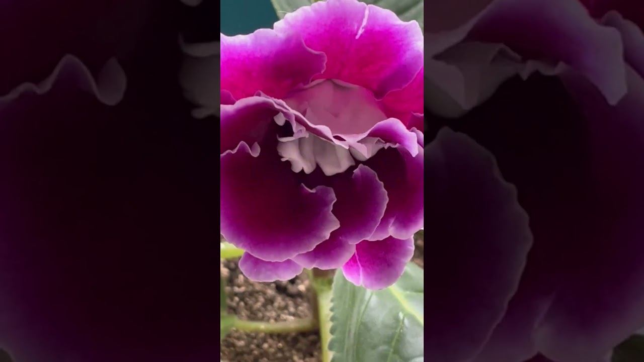 Как назвать эту махровую глоксинию?  #balconygarden  #цветы  #plants  #flowers