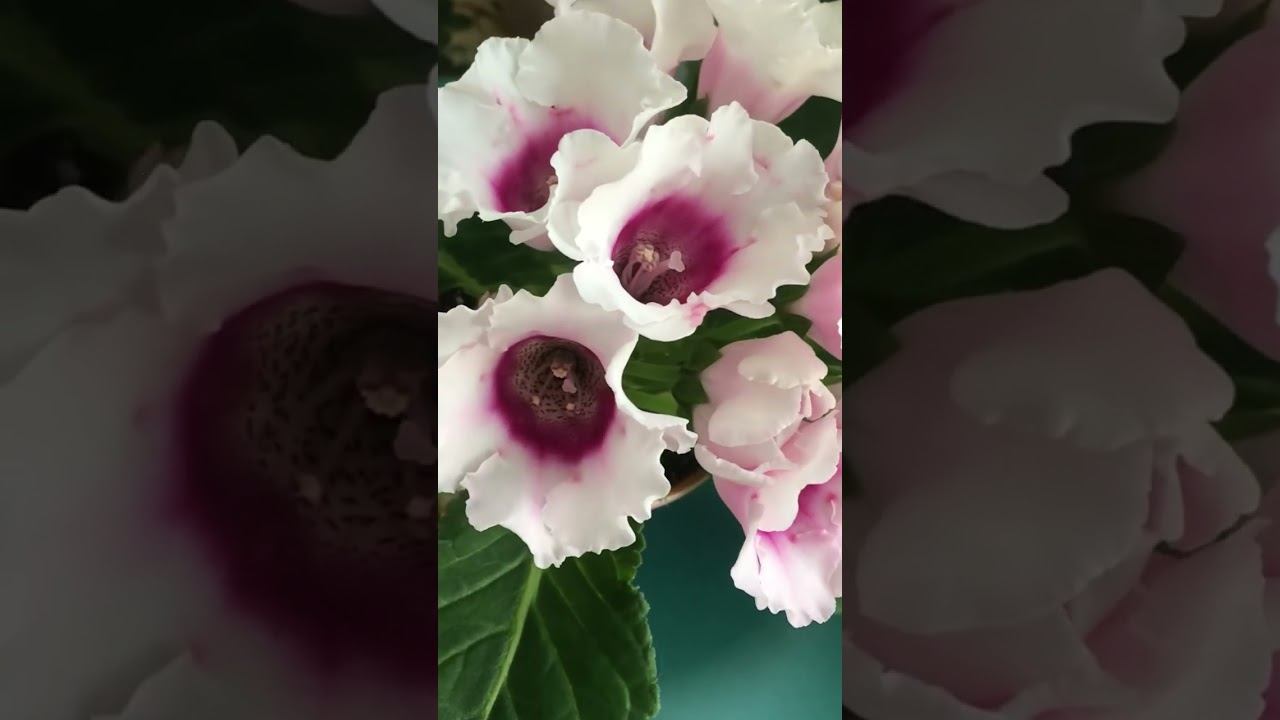 Глоксиния brocade vs avanti ❤️ Мне нравятся обе, а Вам?