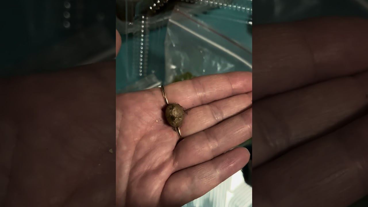 Листики и клубни глоксинии почтой. Видео перед покупкой  #balconygarden #глоксиния #цветыпочтой