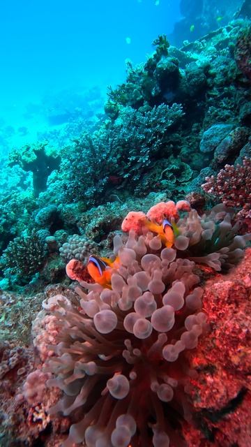 рыбки немо, дайвинг в Хургаде, дайвинг в Египте