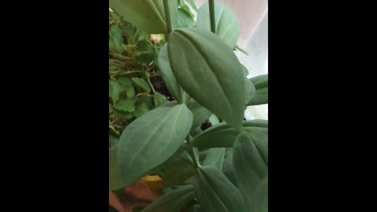 Эустома в ноябре на балконе #balconygarden #2023shorts  #moscow