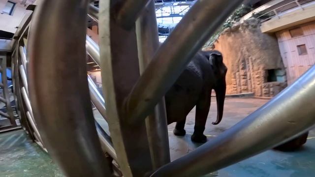 Слонам тоже делают педикюр - ужас)